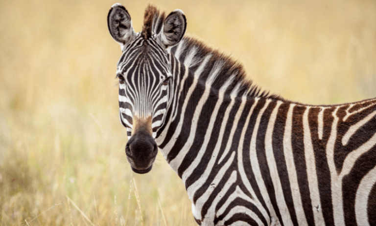 Zebra's: Gestreepte wonderen van de savanne - Zookini